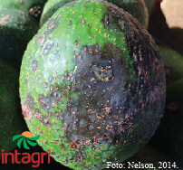 Manejo de Enfermedades en Arándanos | Intagri S.C.